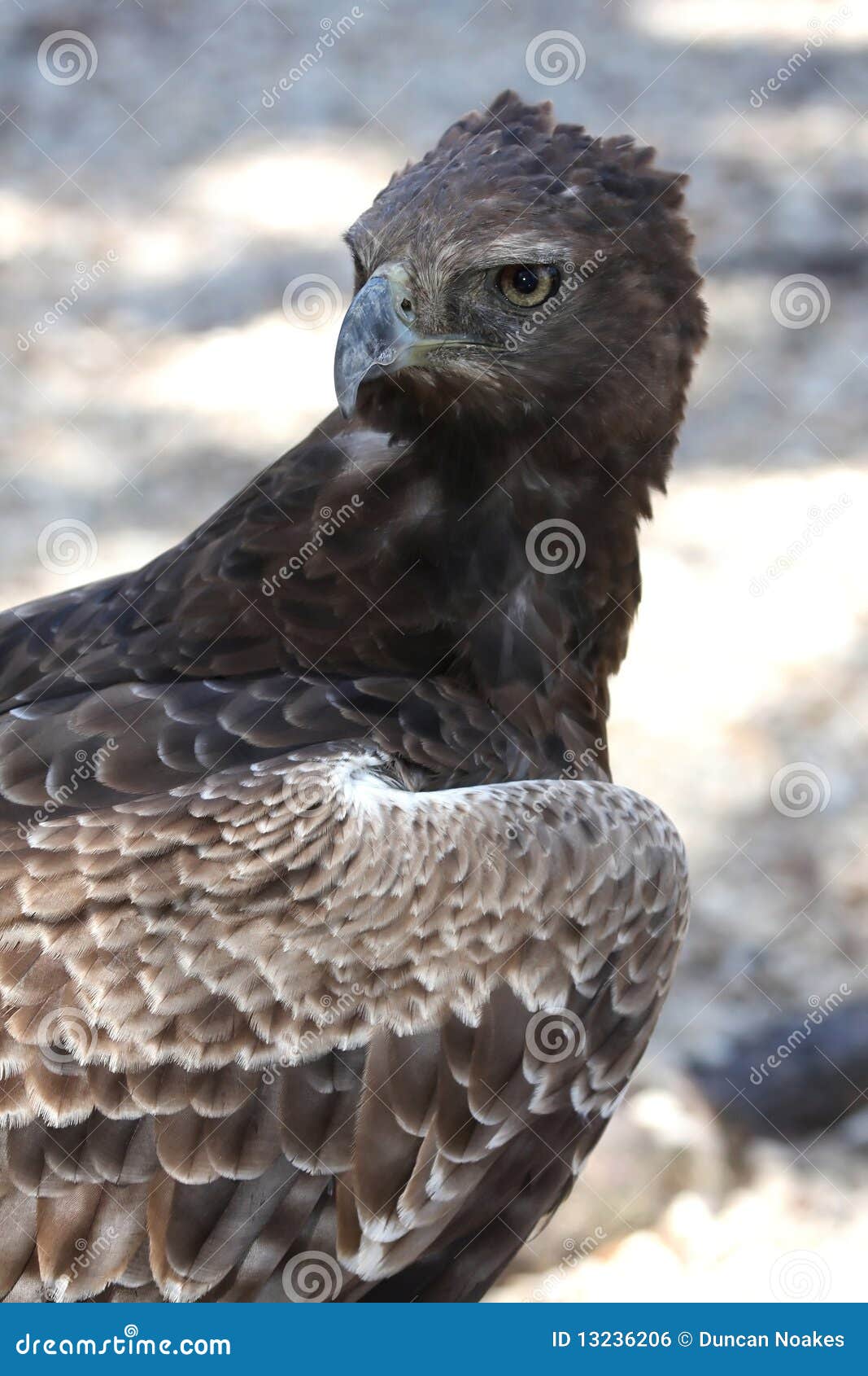 Crested Eagle Raptor stock photo. Image of nature, hooked - 13236206