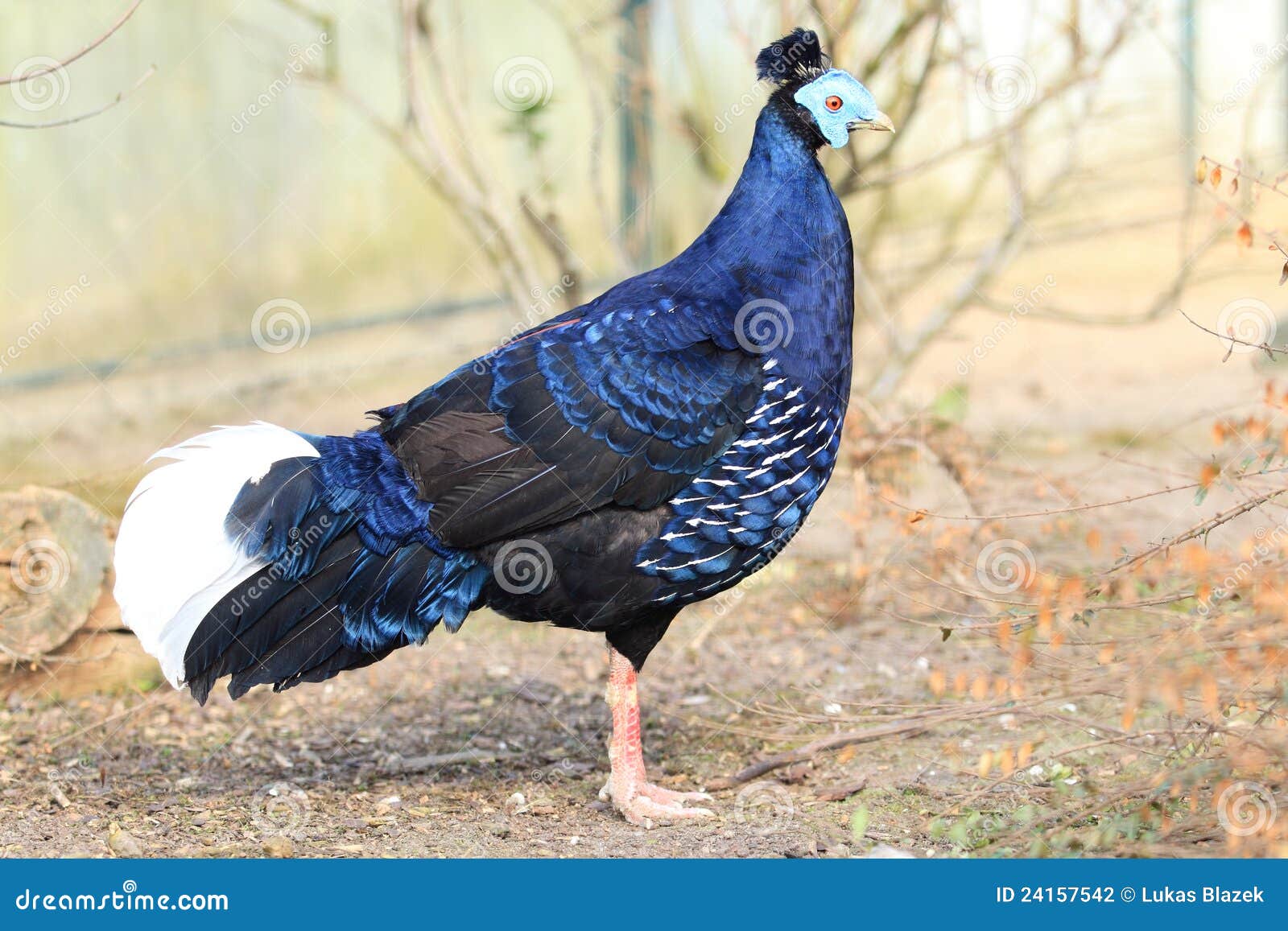 Crested fireback stock photo. Image of nature, animal - 24157542
