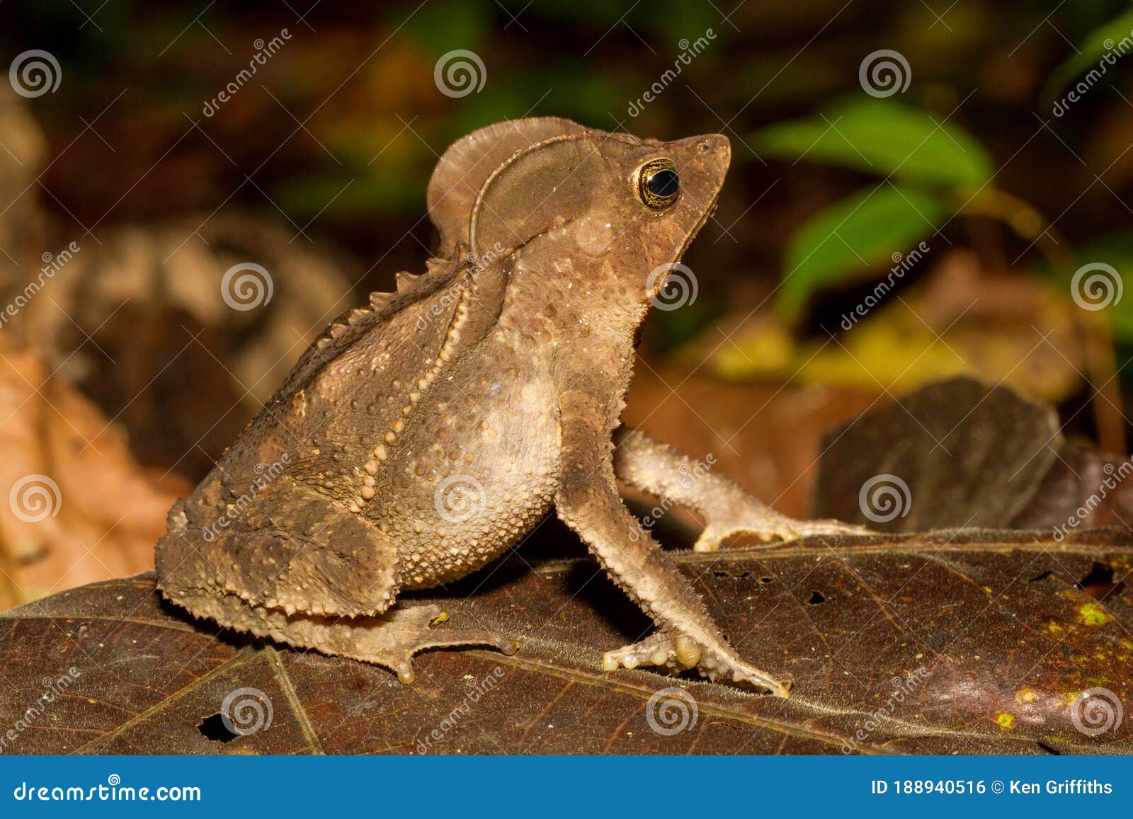 Crested Forest Toad stock photo. Image of forest, frog - 188940516