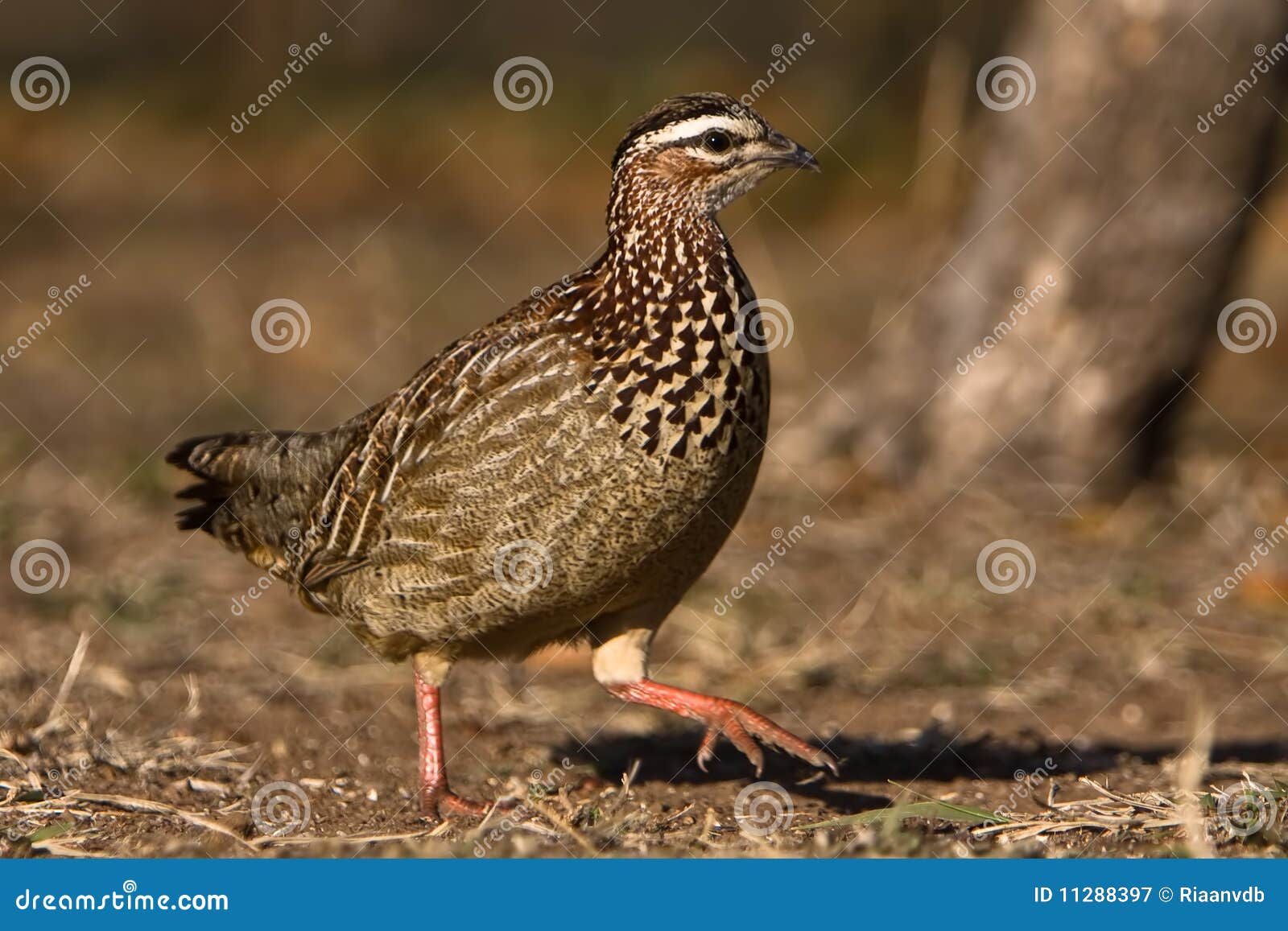 Crested Francolin stock image. Image of habitat, game - 11288397