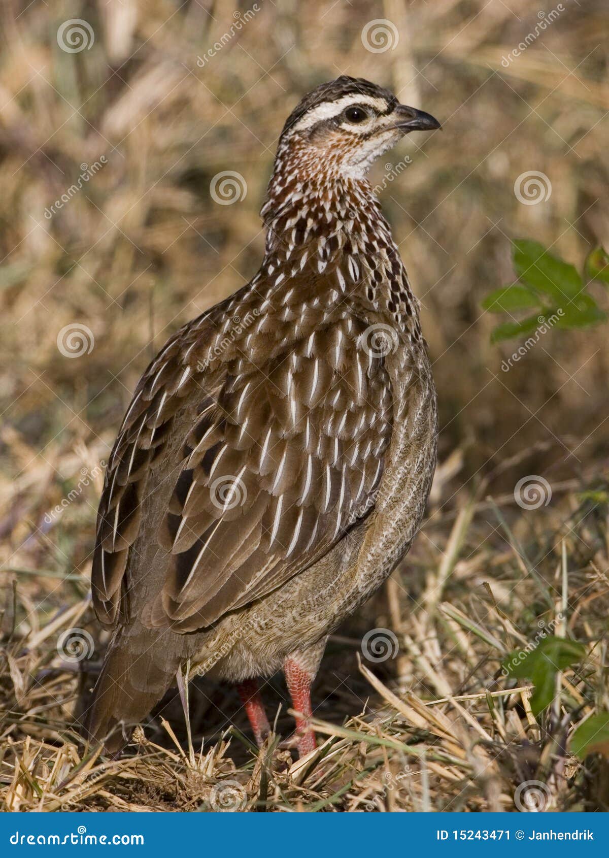 Crested Francolin stock image. Image of park, side, pretty - 15243471