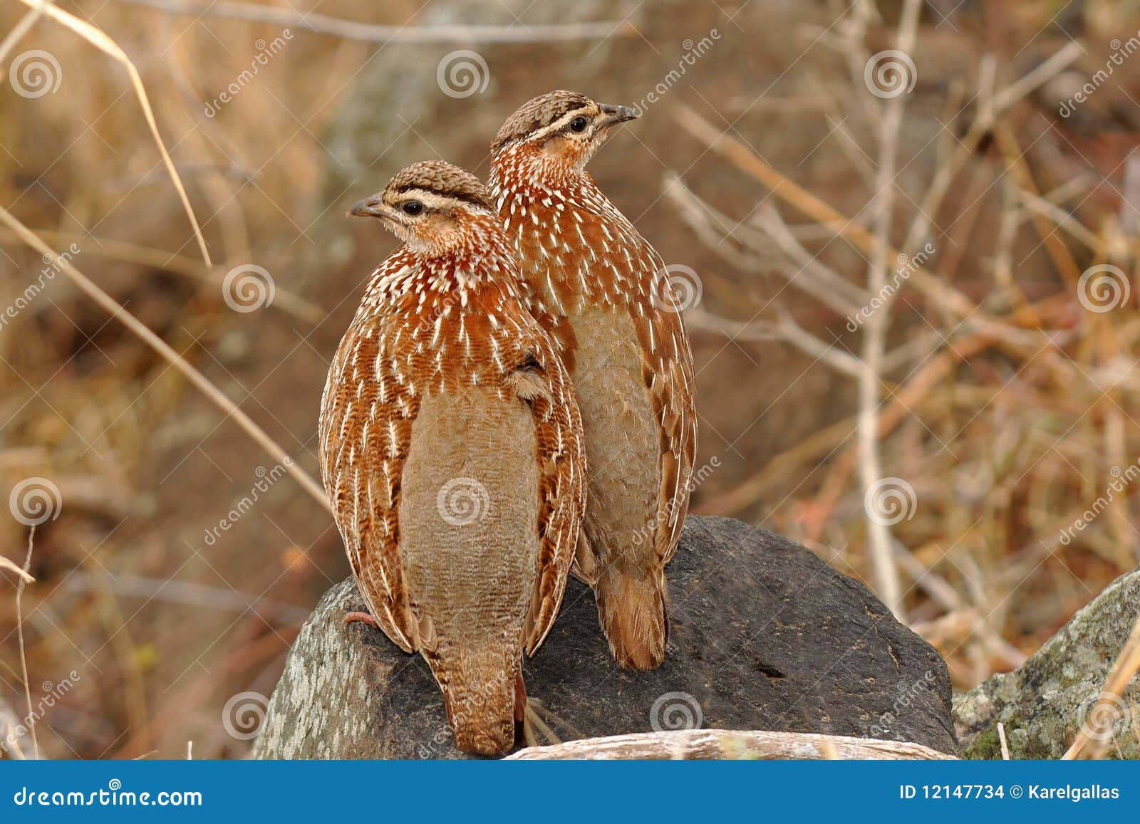 Crested francolin bird stock photo. Image of crested - 12147734