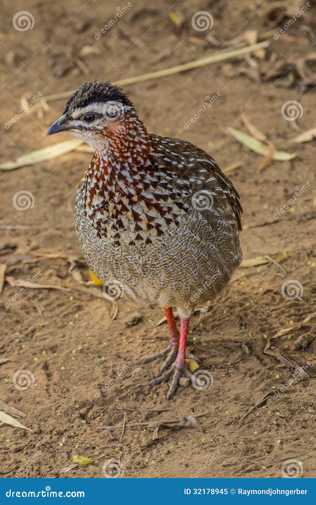 Crested francolin stock image. Image of warm, nature - 32178945