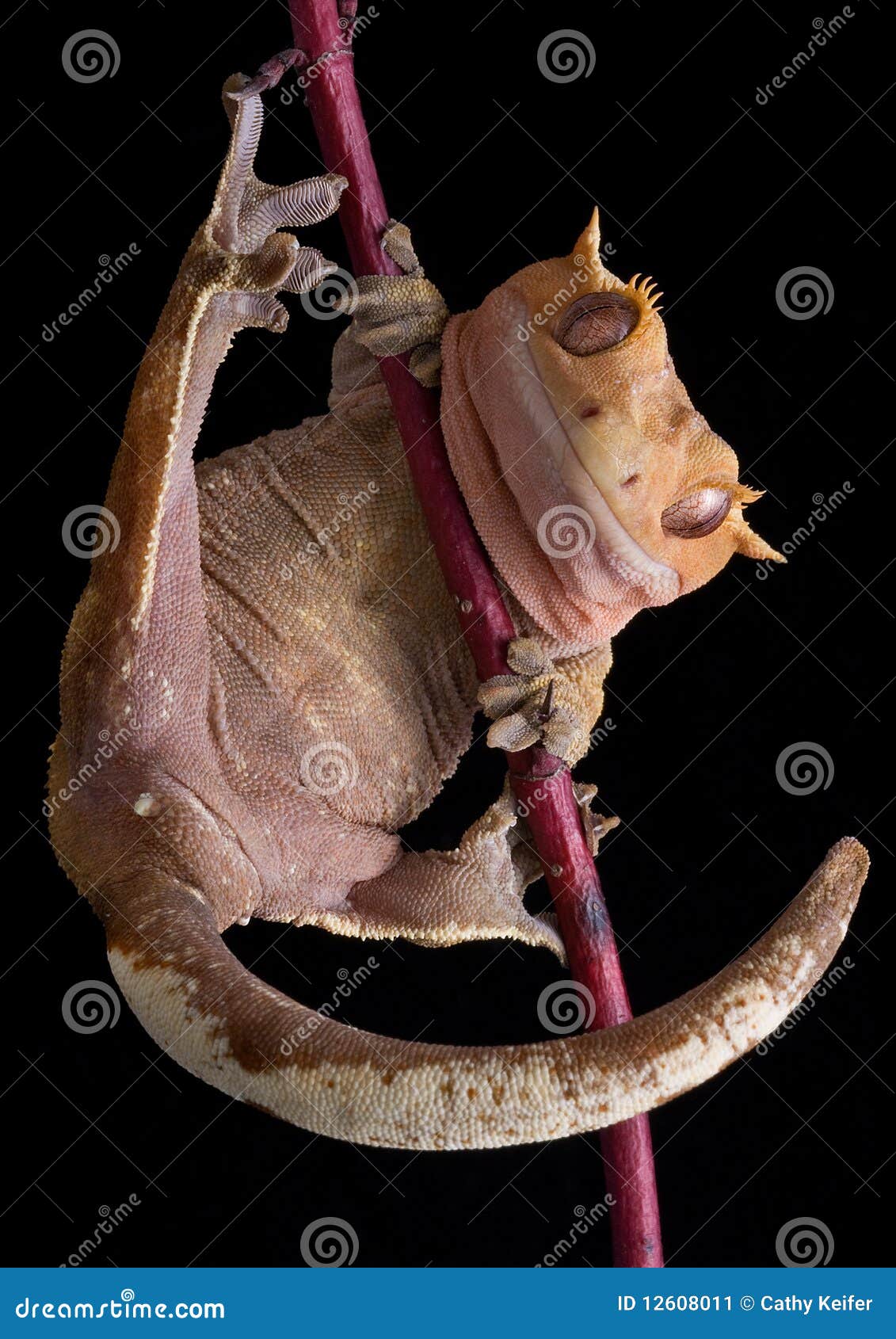 Crested Gecko stock image. Image of hanging, vertebrate - 12608011