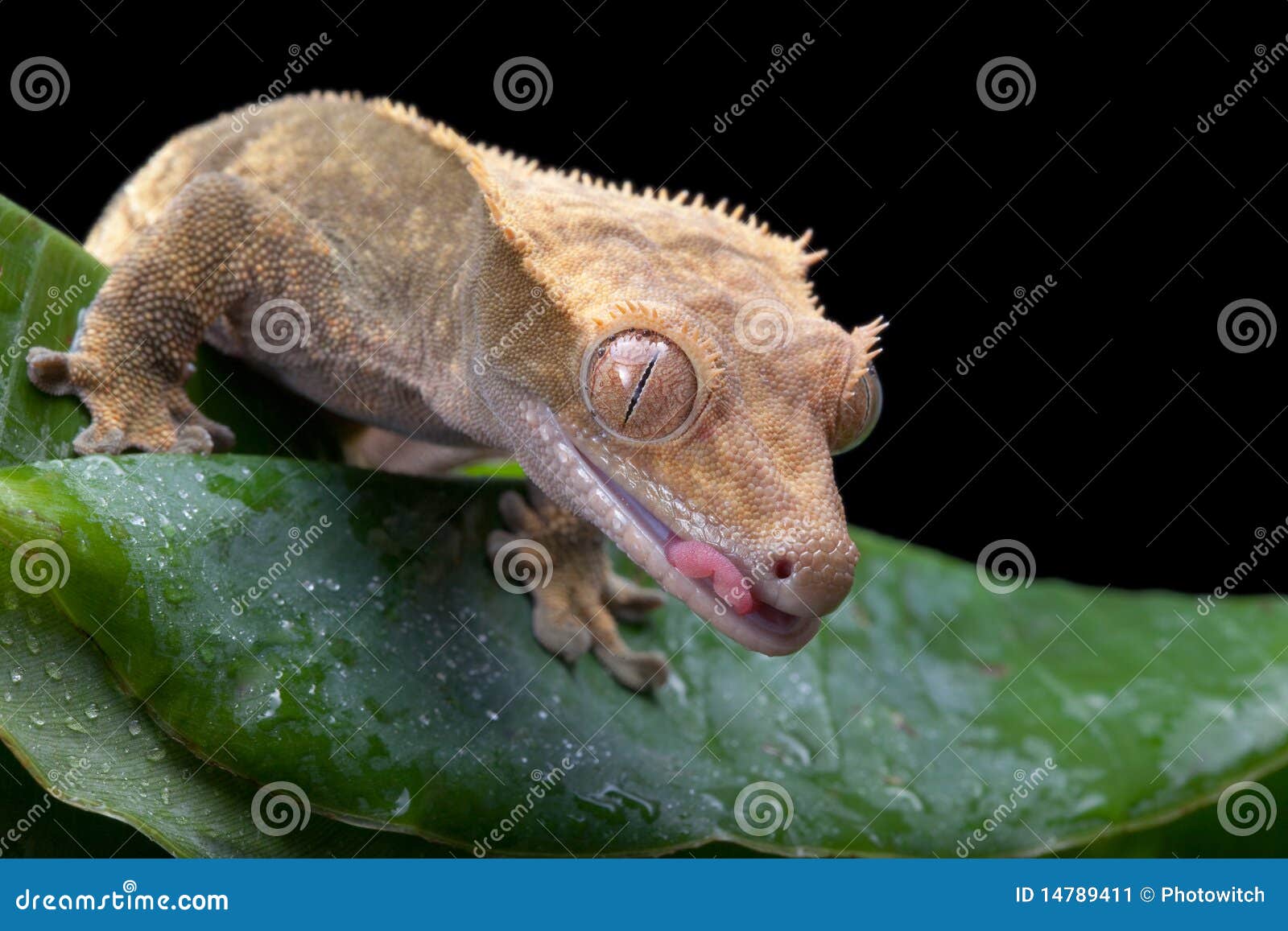Crested Gecko stock image. Image of predator, creature - 14789411