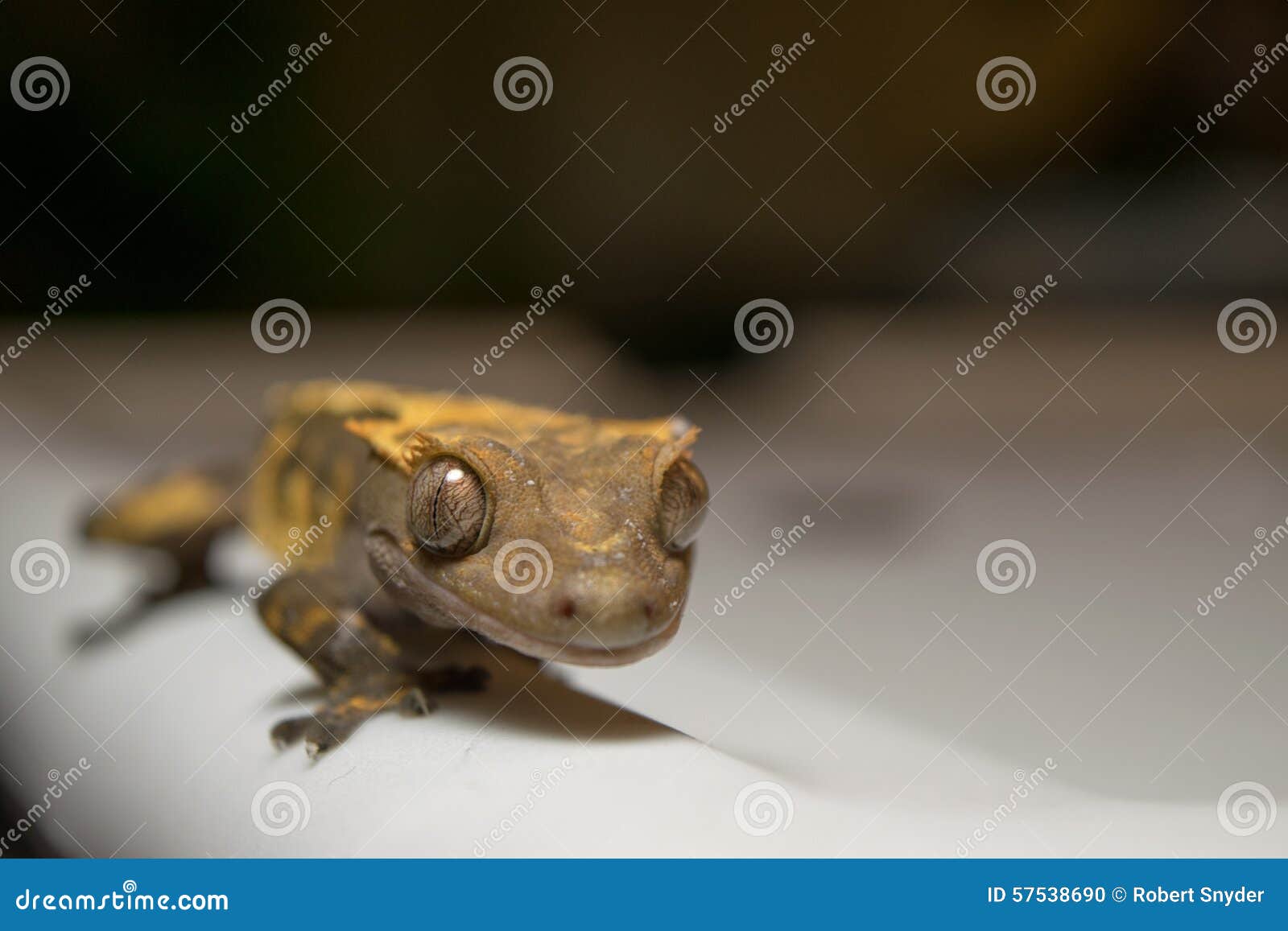 Brown Colored Crested Gecko Stock Photos - Free & Royalty-Free Stock ...