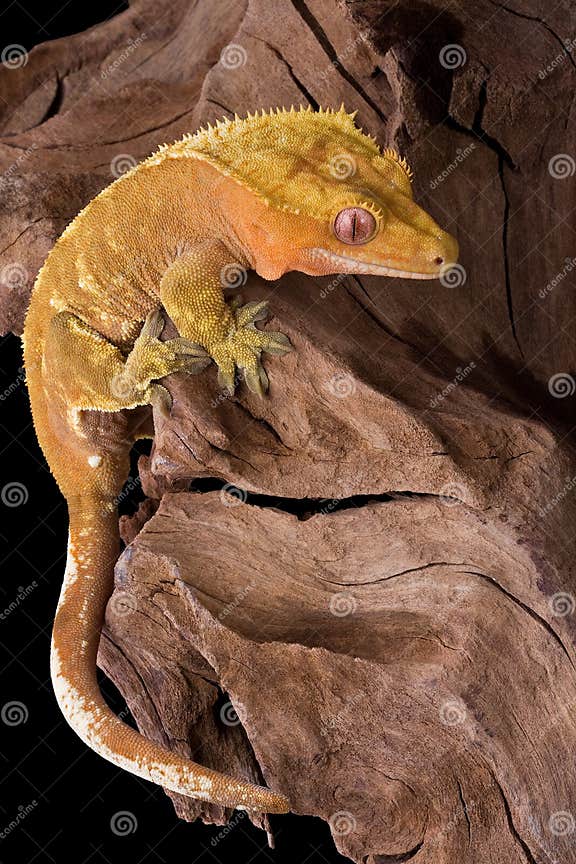 Crested gecko climbing stock image. Image of nature, vertical - 13998647