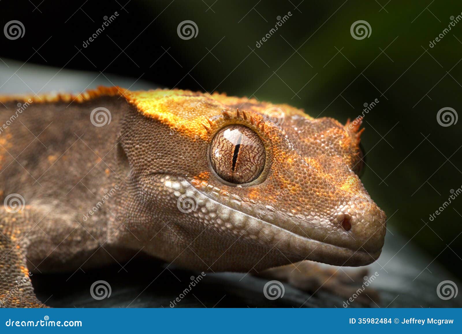 Crested Gecko stock photo. Image of head, hunter, brown - 35982484
