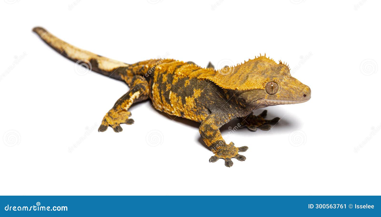 Crested Gecko, Correlophus Ciliatus, Isolated on White Stock Image ...