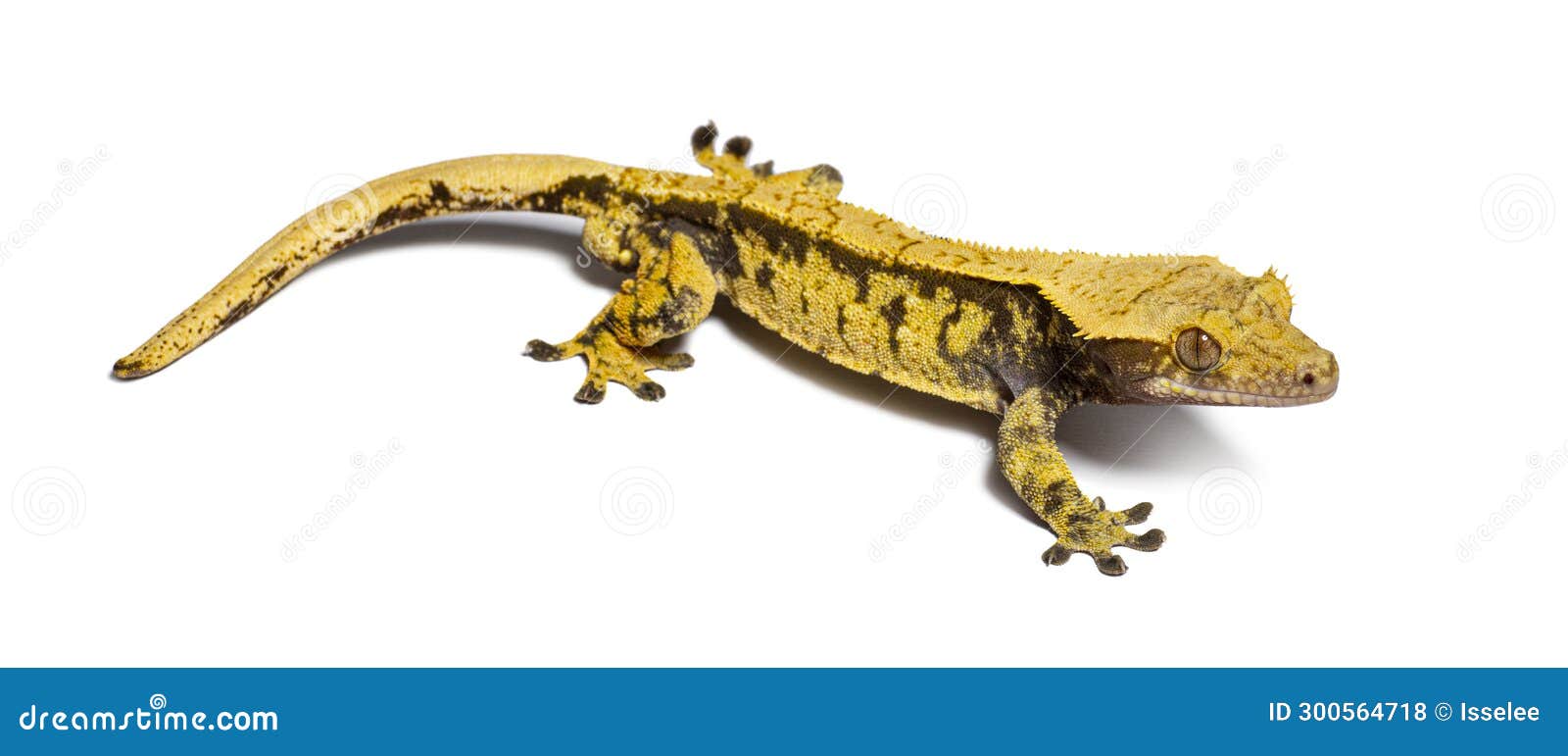 Crested Gecko, Correlophus Ciliatus, Isolated on White Stock Photo ...
