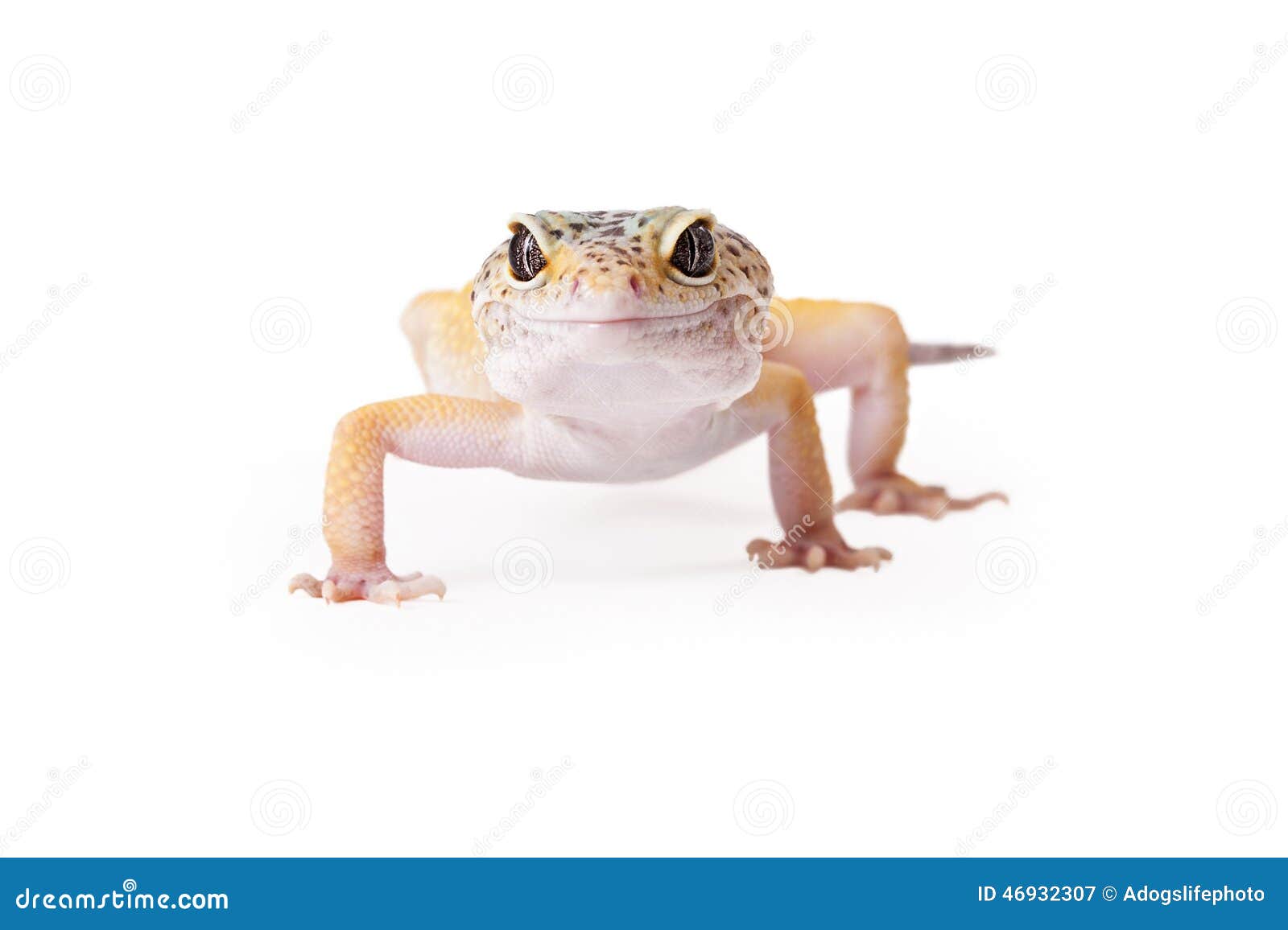 Little Crested Gecko Stock Photos - Free & Royalty-Free Stock Photos ...