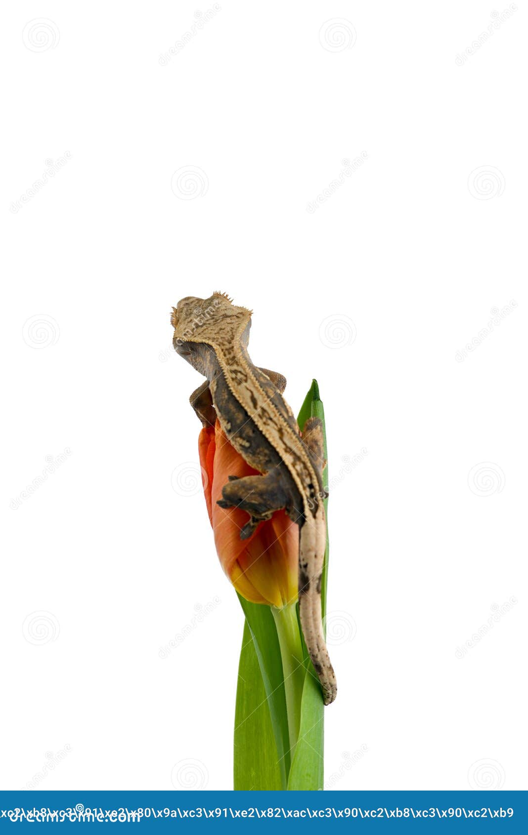 Crested Gecko on a Flower Isolated on White Background Stock Photo ...