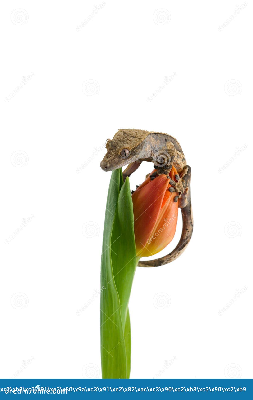 Crested Gecko on a Flower Isolated on White Background Stock Photo ...
