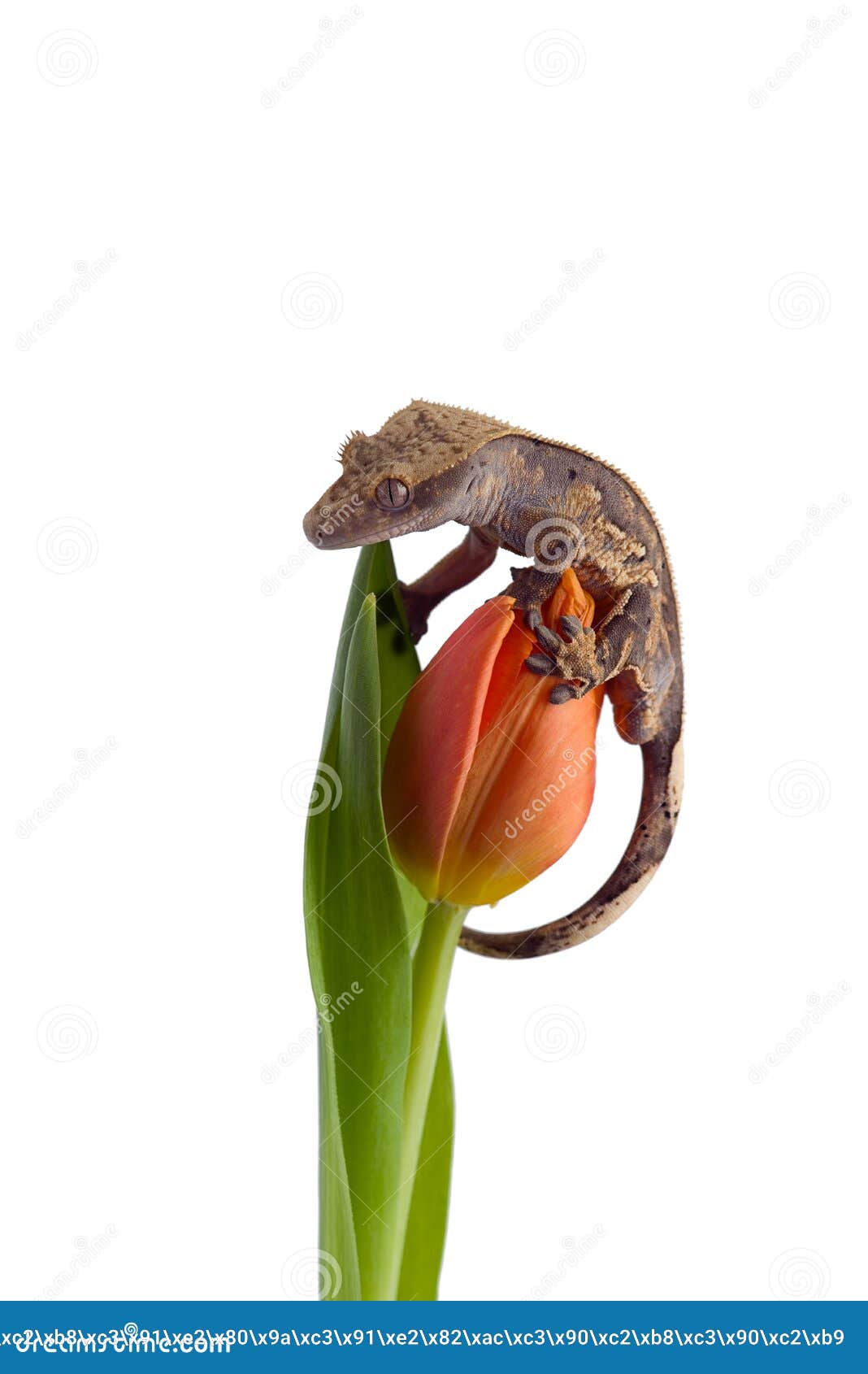 Crested Gecko on a Flower Isolated on White Background Stock Photo ...