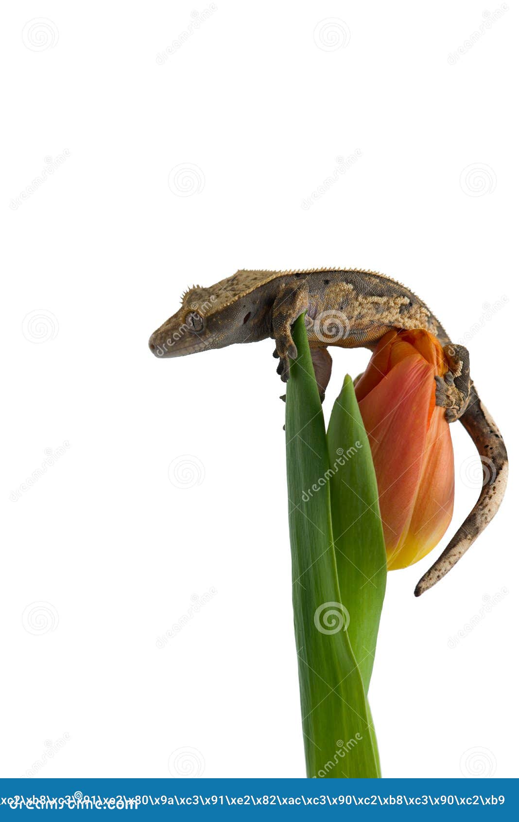 Crested Gecko on a Flower Isolated on White Background Stock Photo ...
