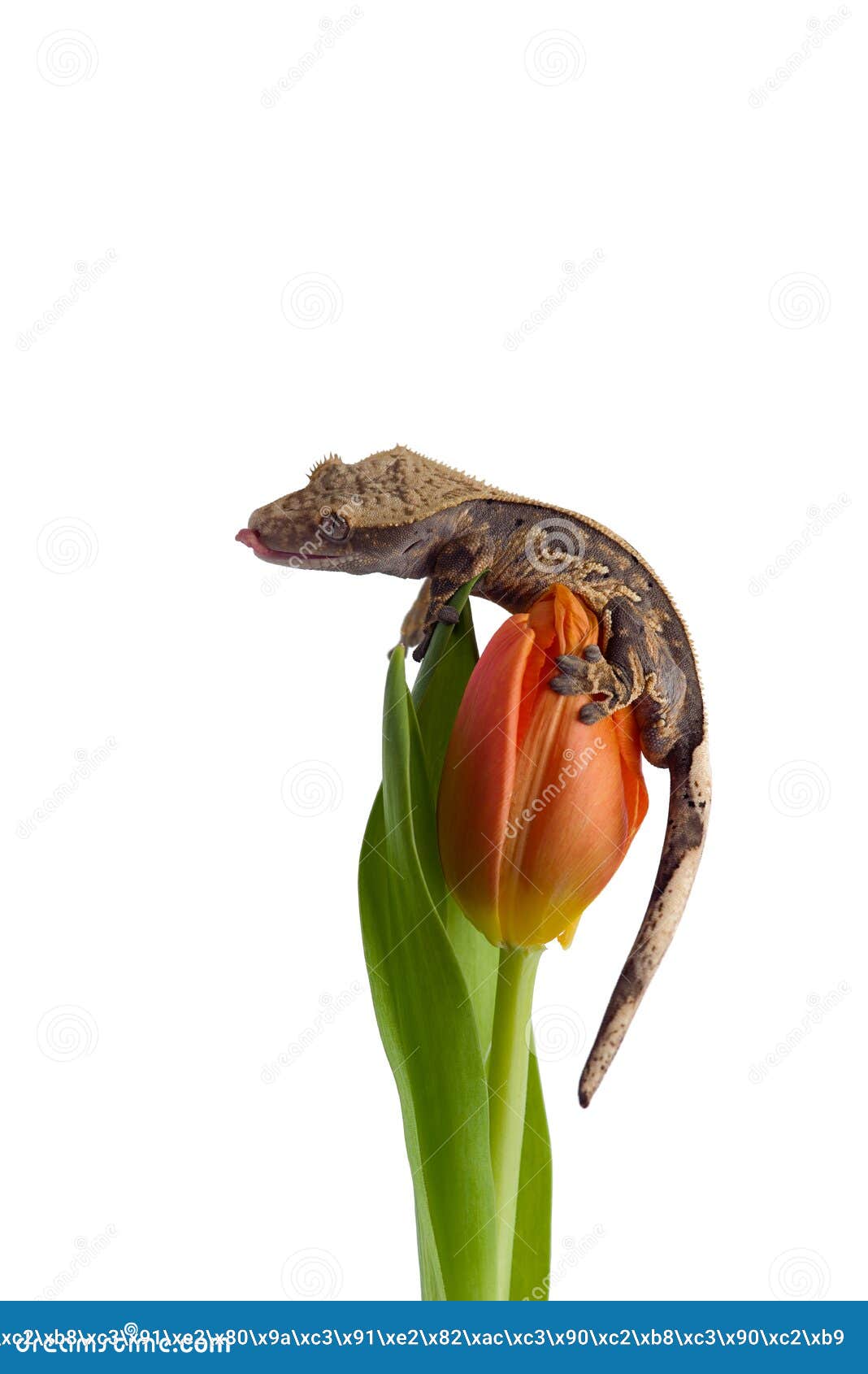 Crested Gecko on a Flower Isolated on White Background Stock Image ...