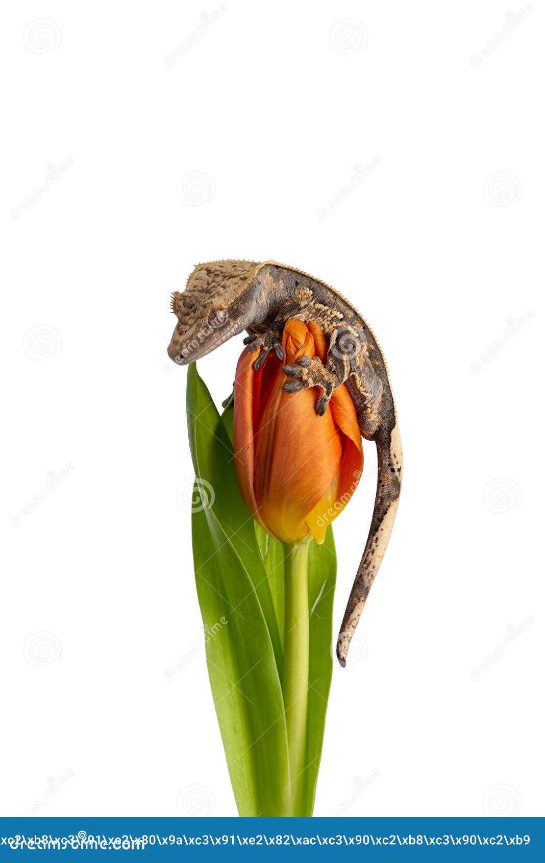 Crested Gecko on a Flower Isolated on White Background Stock Photo ...