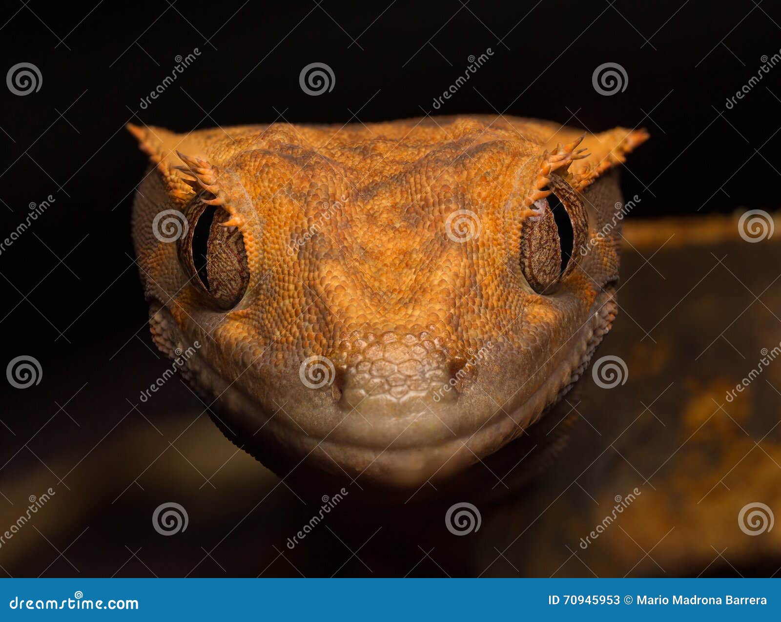 Crested Gecko stock image. Image of magnification, rediscover - 70945953