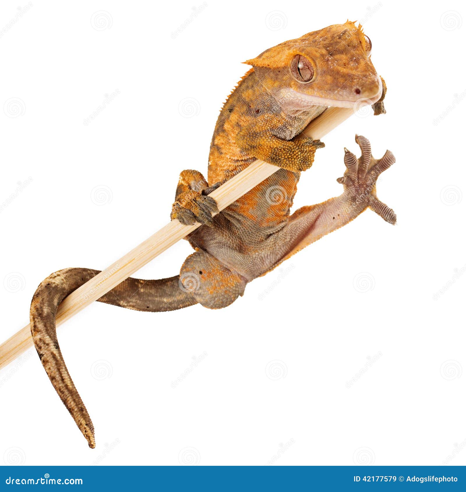 Crested Gecko Holding Onto a Stick Stock Image - Image of eyelash ...
