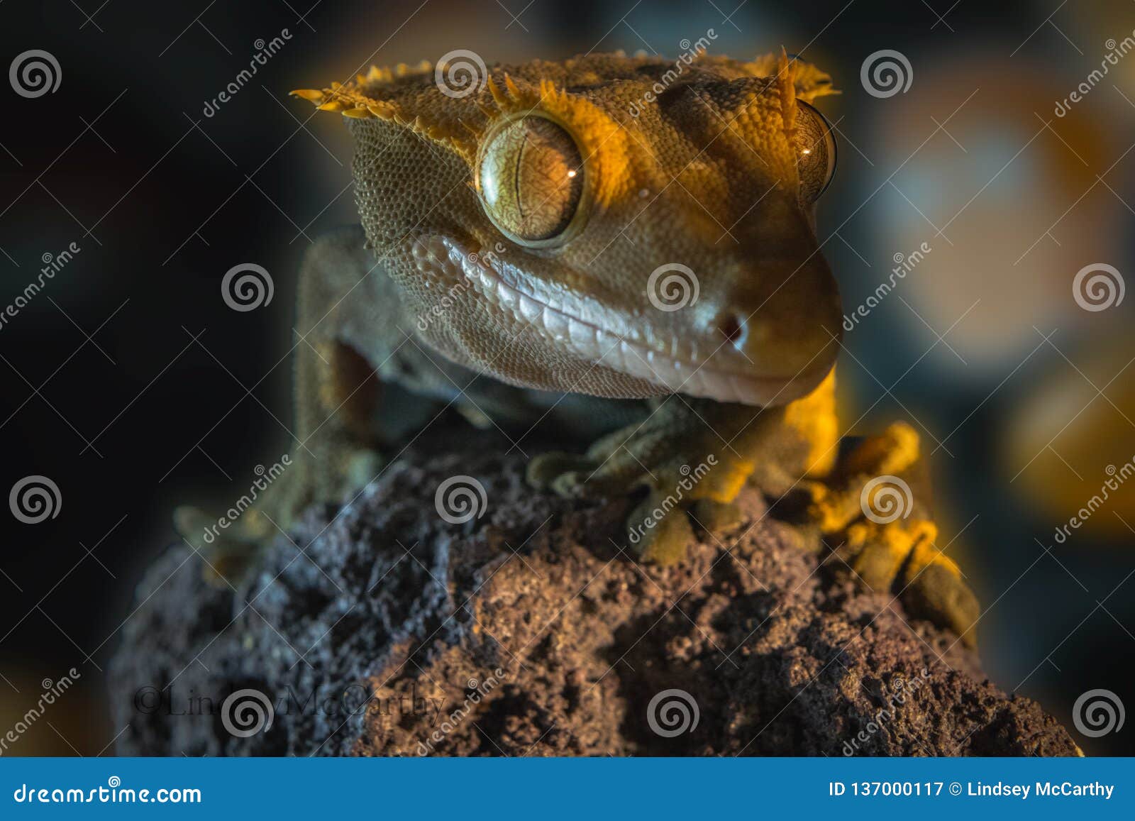 Crested gecko stock image. Image of crrsted, gecko, closeup - 137000117