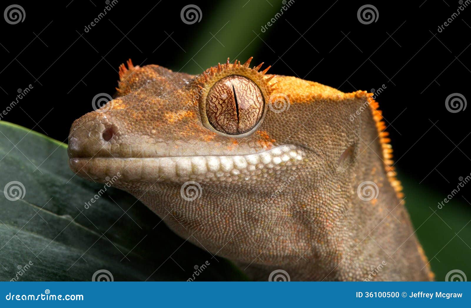 Crested Gecko stock photo. Image of crested, mouth, gecko - 36100500