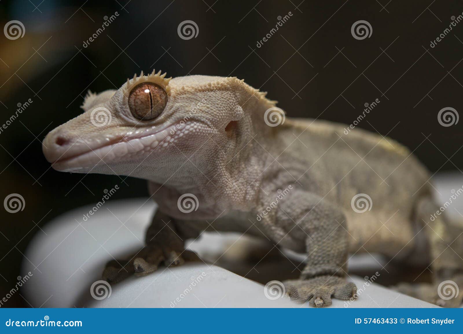 Crested Gecko with a Smile stock image. Image of background - 57463433