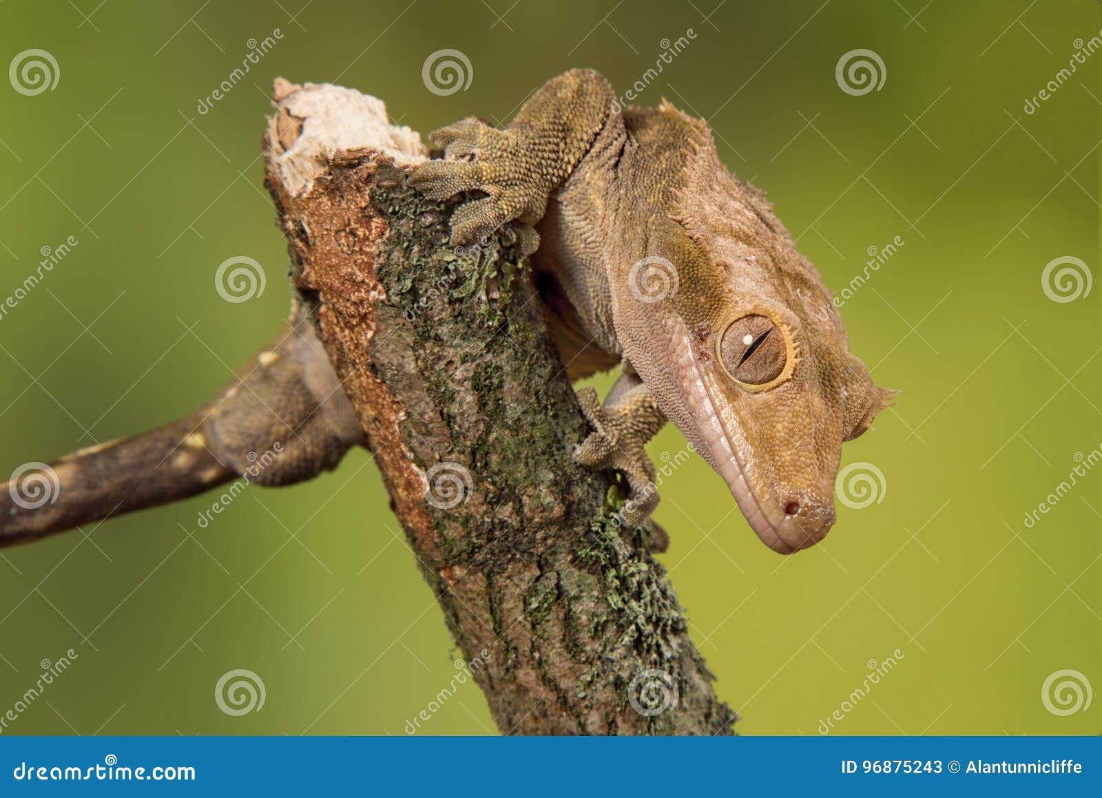 Crested gecko stock image. Image of brown, ciliatus, gecko - 96875243