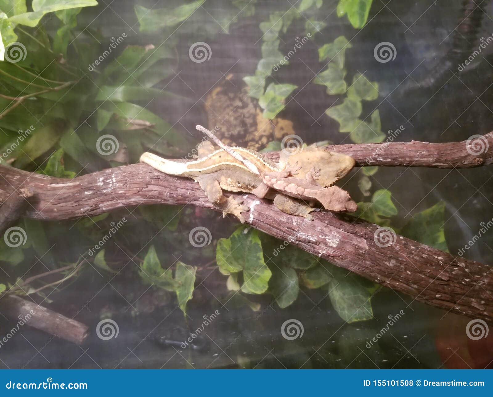 Crested Geckos Mommy Baby Lizards Stock Photo - Image of crested, mommy ...