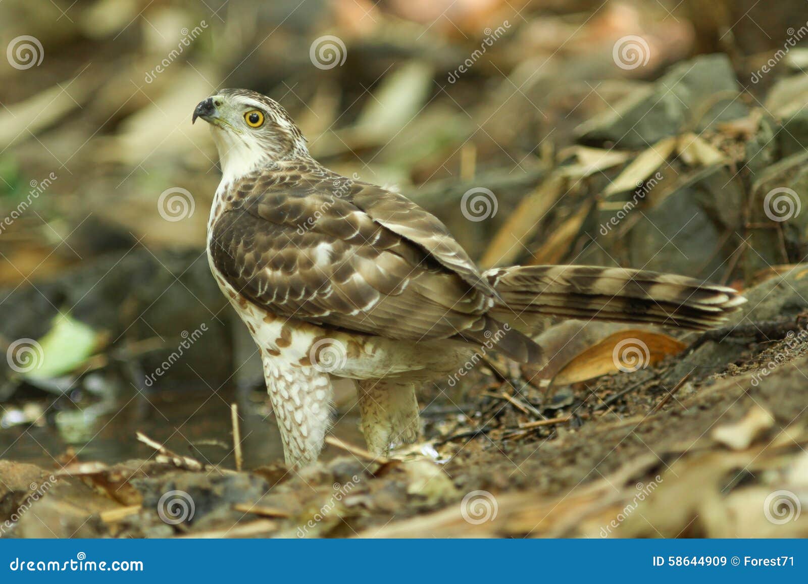 Crested Goshawk (Accipiter Trivirgatus) Stock Image - Image of trees ...