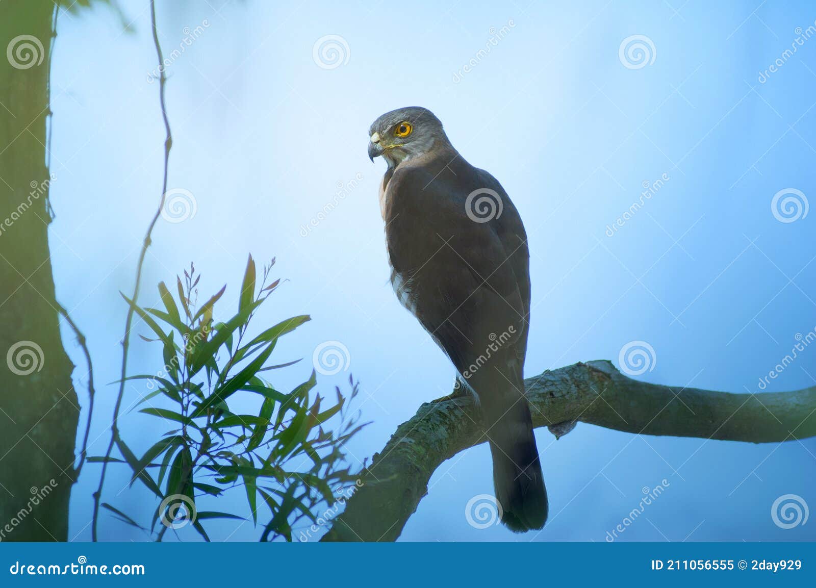 Crested Goshawk Or Accipiter Trivirgatus White Tropical Asian Hawk ...