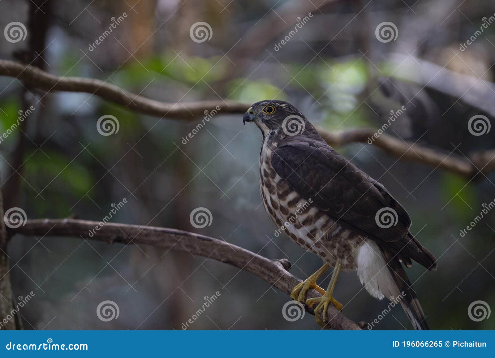 Crested goshawk stock image. Image of moustache, head - 196066265