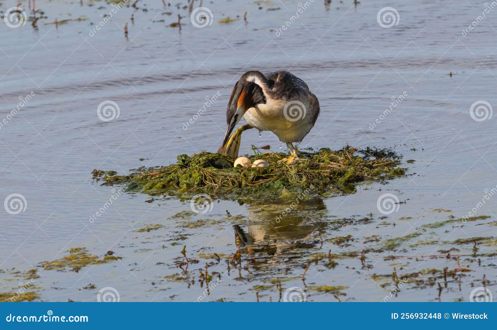 Crested Grebe with Eggs Nest in the Middle of the Lake. Stock Photo ...