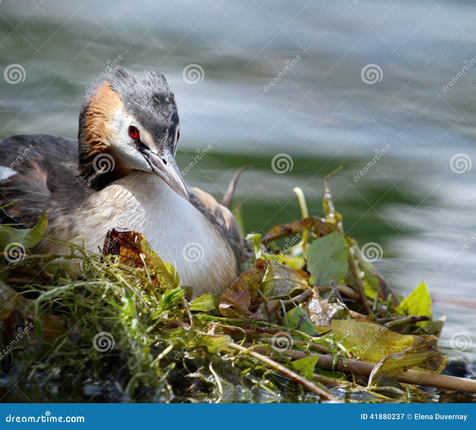 Crested Grebe (podiceps Cristatus) Duck on Nest Stock Image - Image of ...