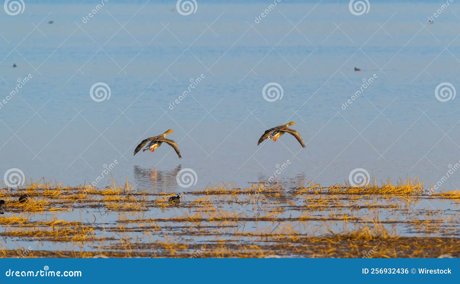 Crested Grebes Flying Over the Lake. Stock Photo - Image of crested ...