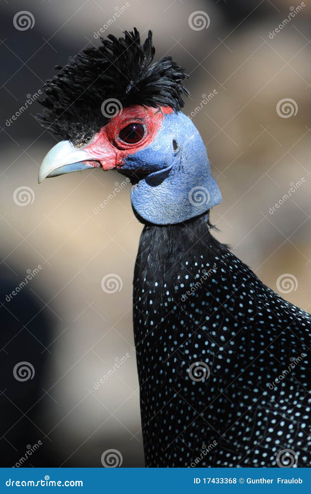 Crested Guineafowl stock photo. Image of chicken, africa - 17433368