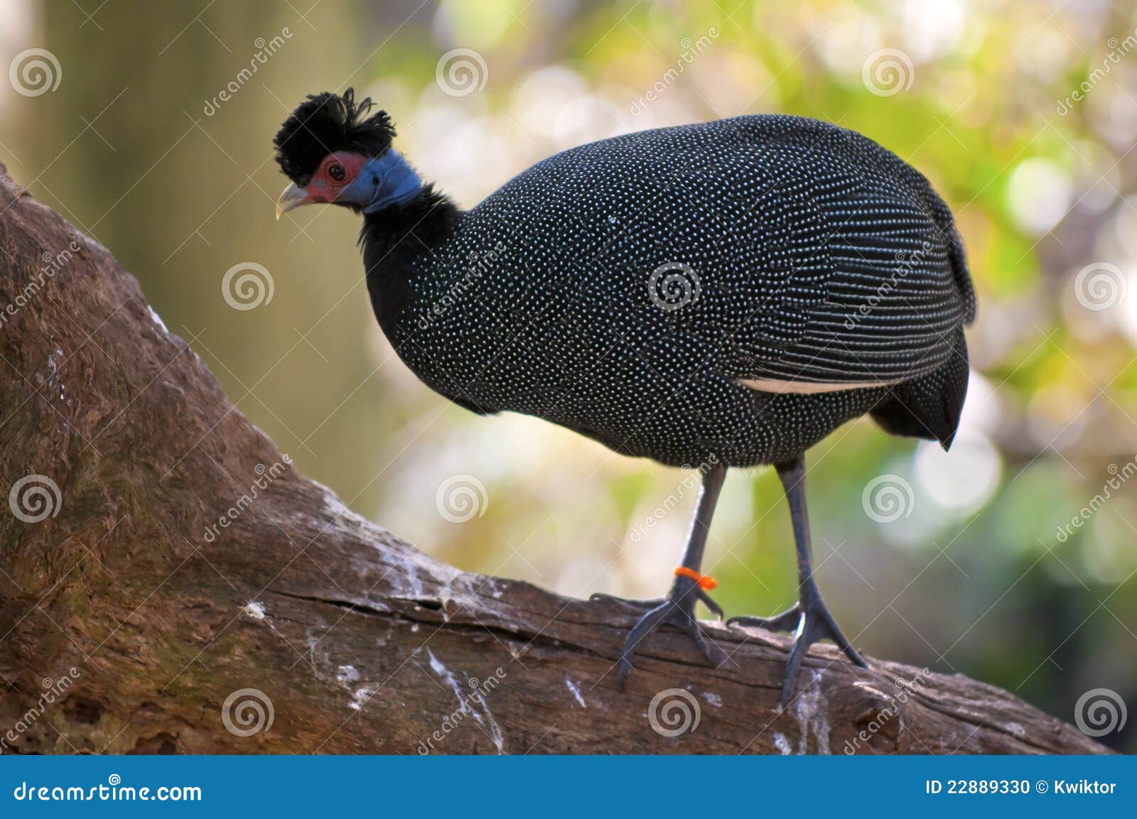 Crested Guineafowl stock photo. Image of beak, bright - 22889330