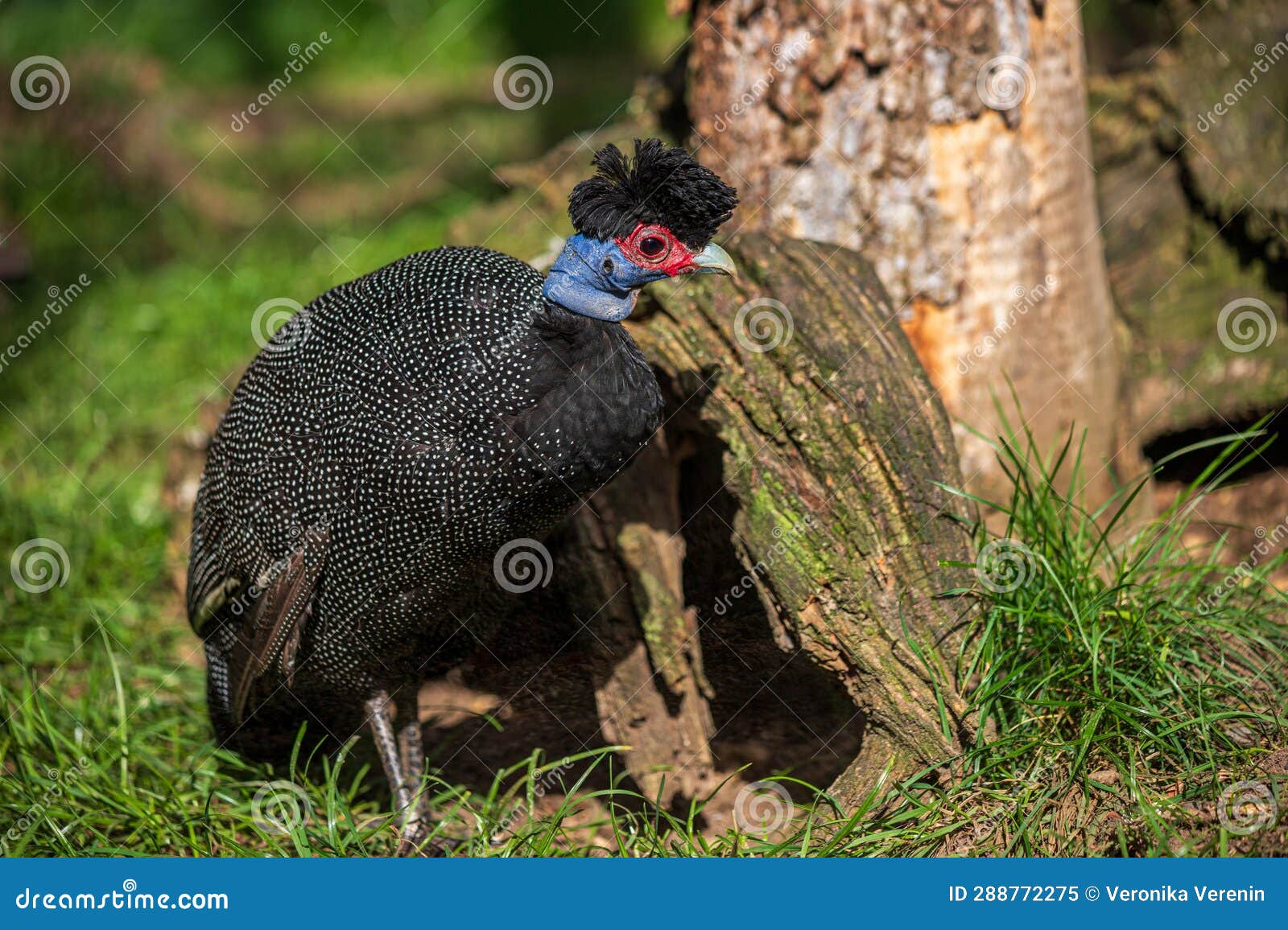 Crested Guineafowl, Beautiful Plumage Exotic Bird Stock Image - Image ...