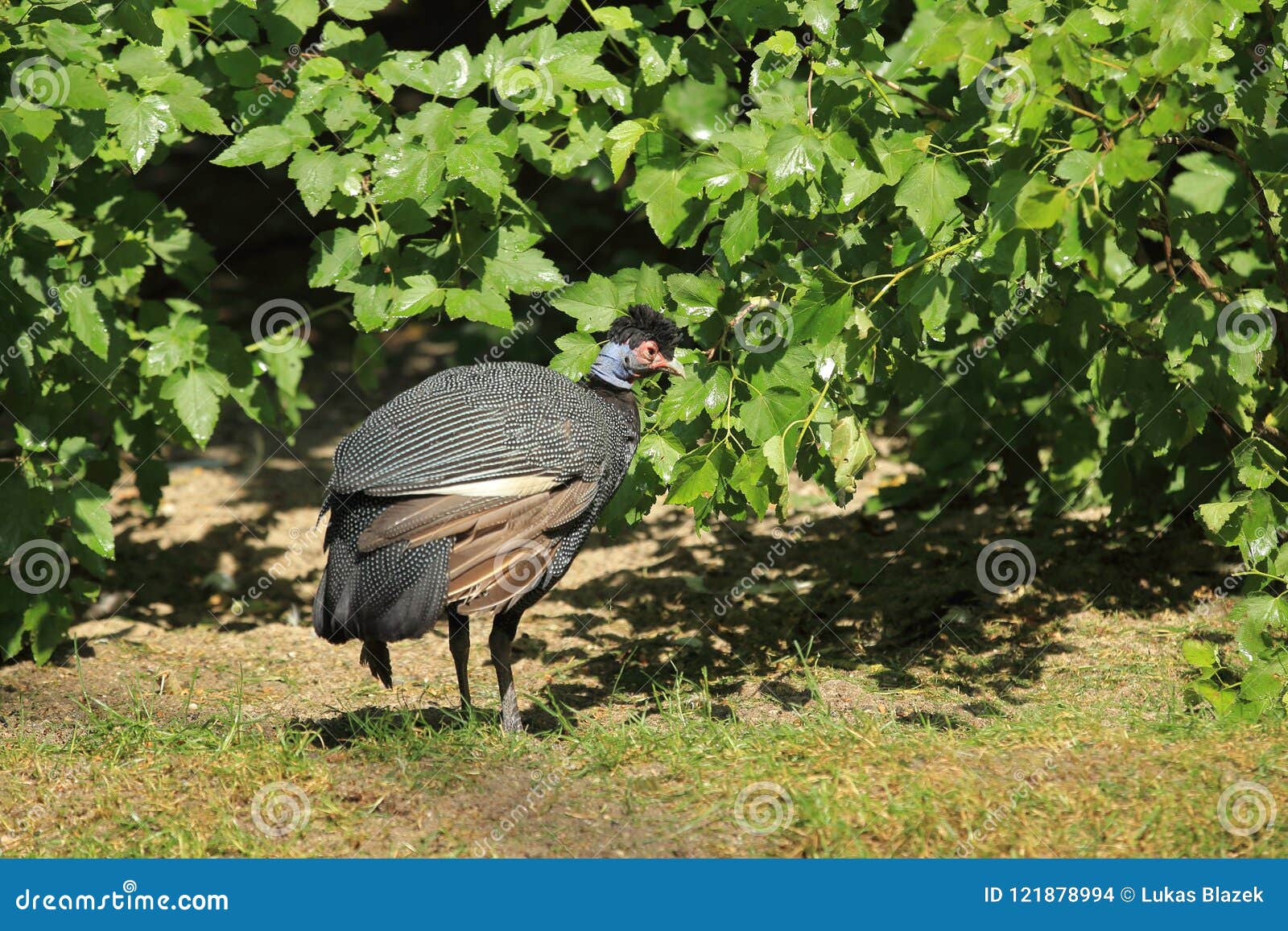 Crested guineafowl stock photo. Image of guttera, grass - 121878994