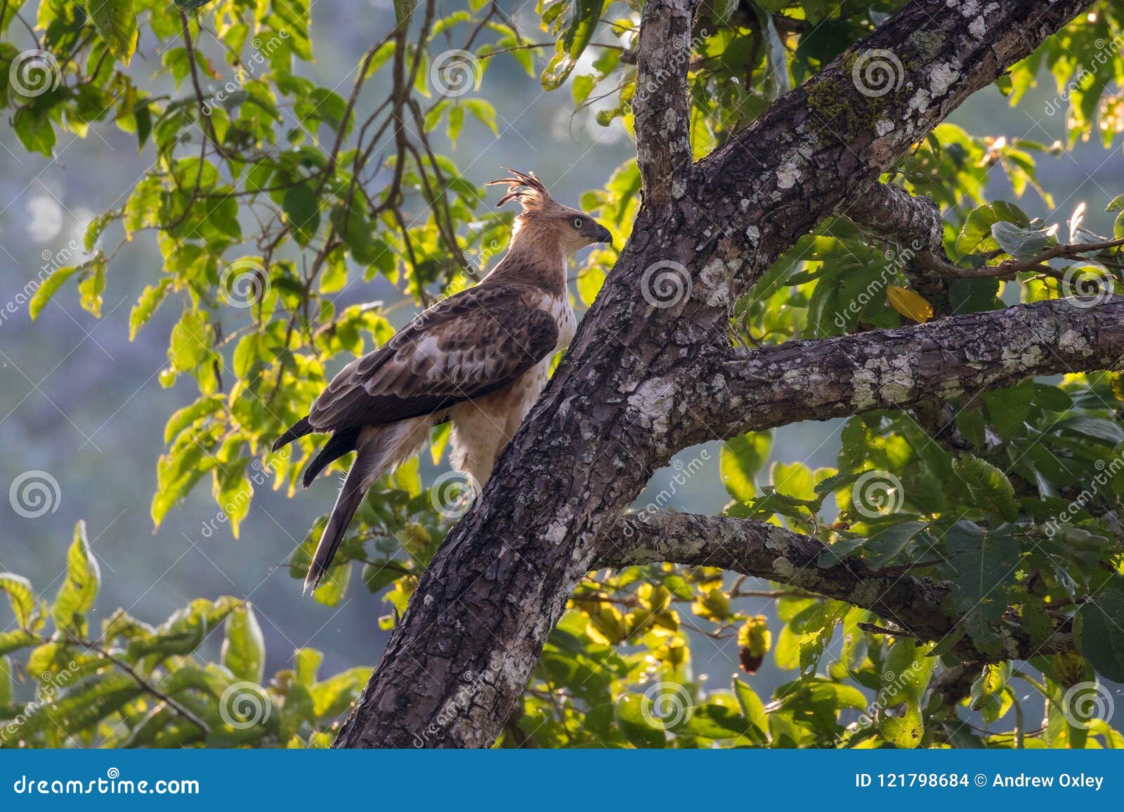 Crested Hawk Eagle stock photo. Image of keralla, changeable - 121798684