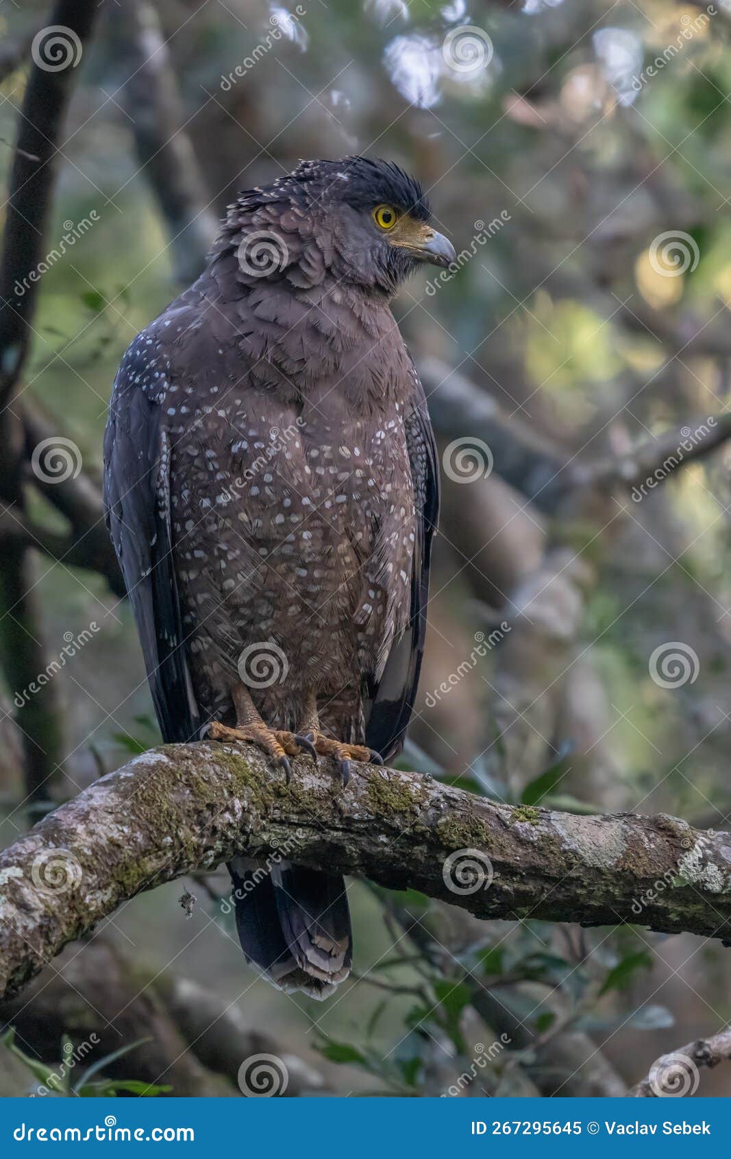 Crested hawk eagle stock image. Image of falconry, multi - 267295645