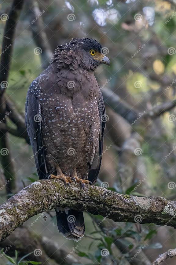 Crested hawk eagle stock image. Image of falconry, multi - 267295645
