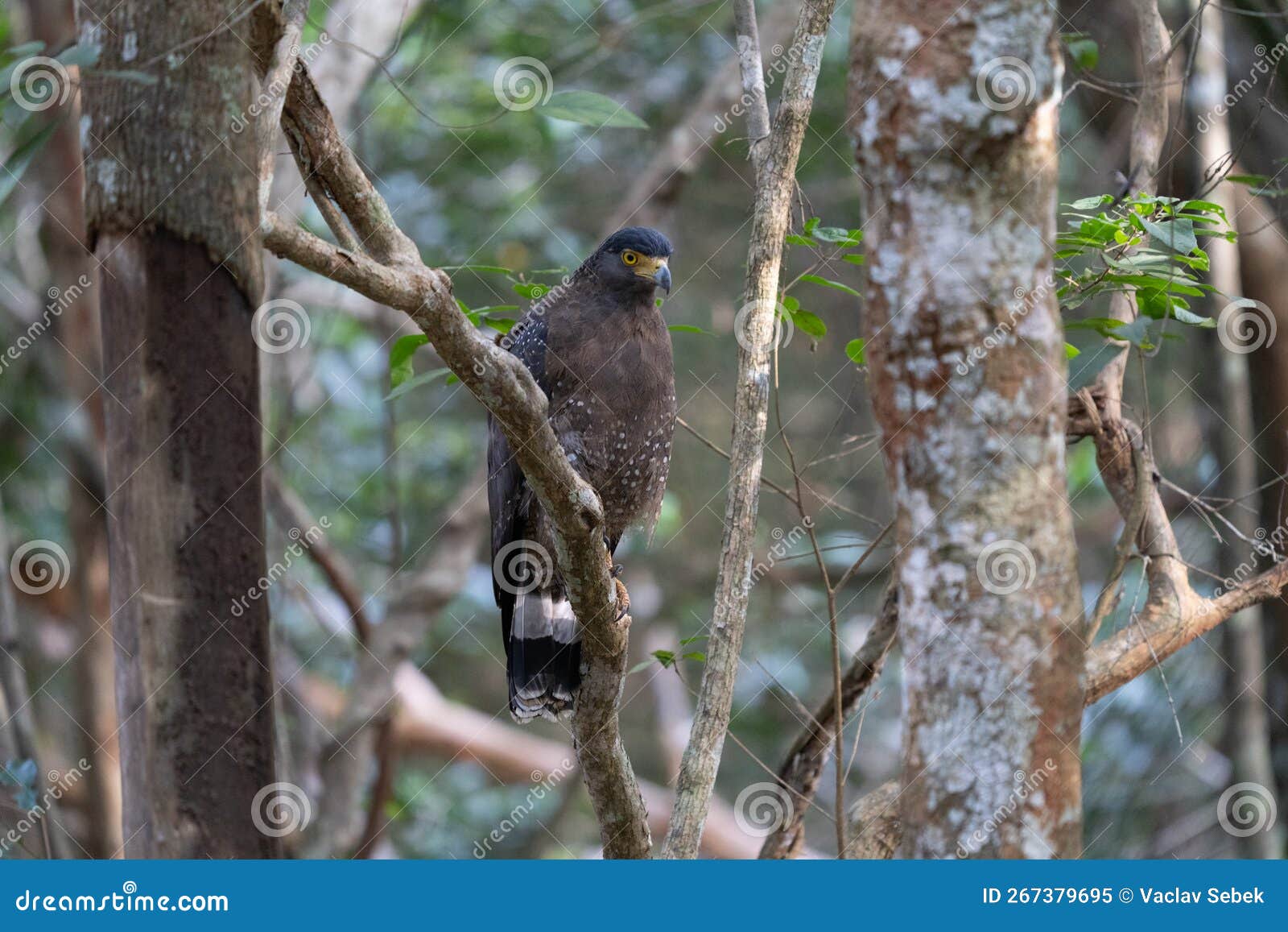 Crested hawk eagle stock image. Image of horizontal - 267379695