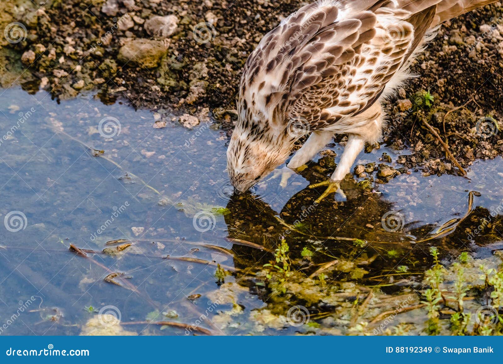 Crested Hawk Eagle stock image. Image of raptor, india - 88192349