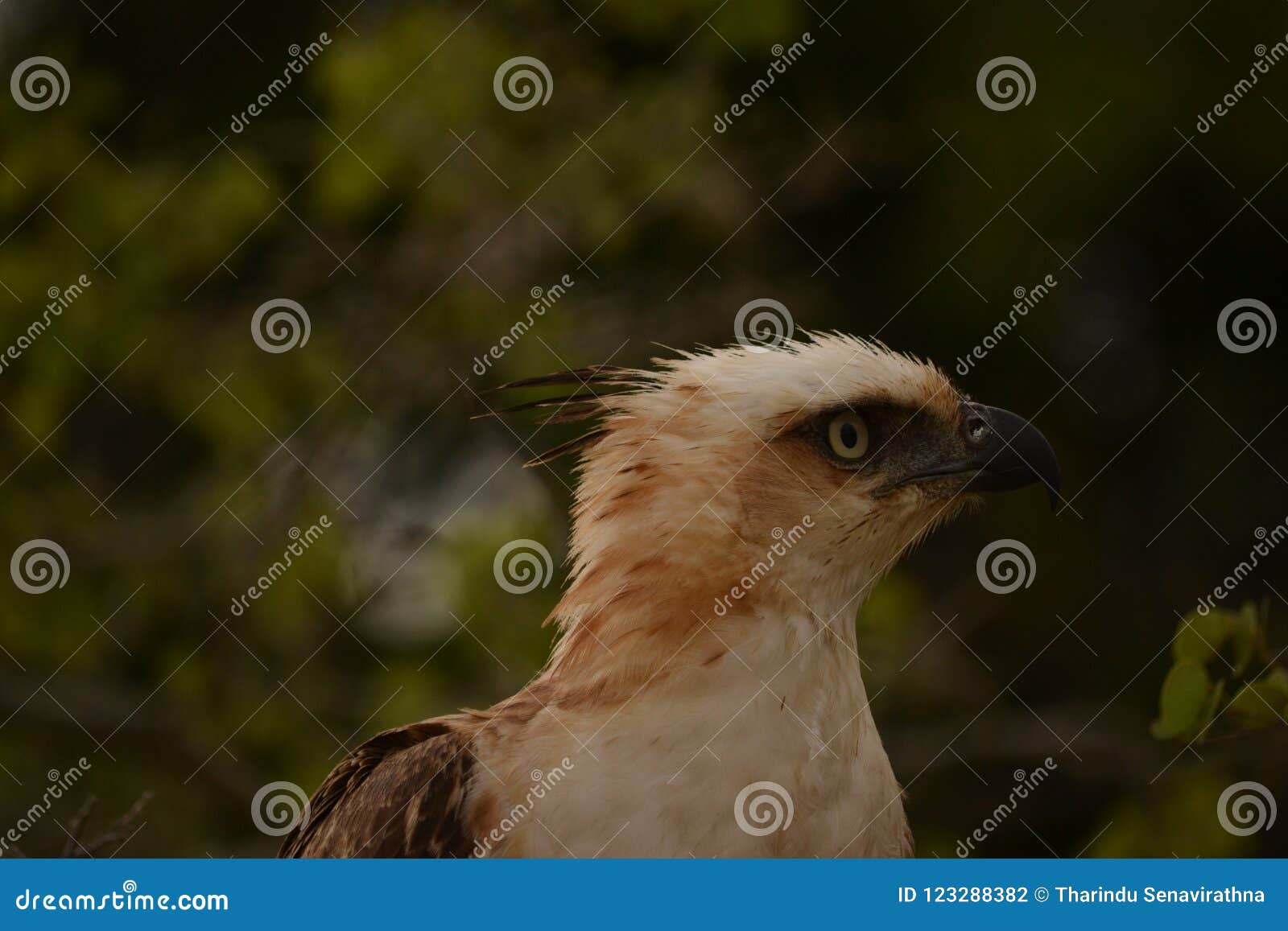 Crested Hawk Eagle the Eyes are Very Sharp,there are Feathers on the ...