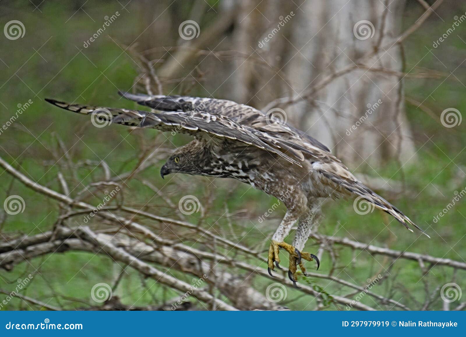 Crested Hawk Eagle in Flight. Stock Image - Image of crested, colorful ...