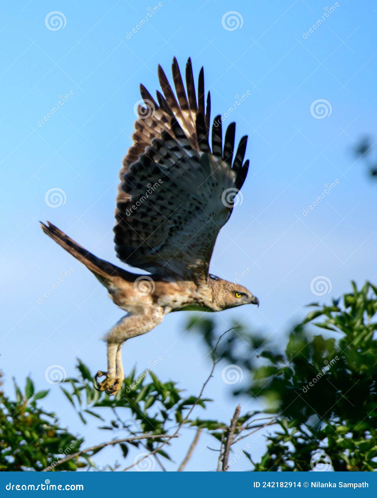 Crested Hawk-eagle in Flight. Majestic Hunters in the Wild Stock Photo ...