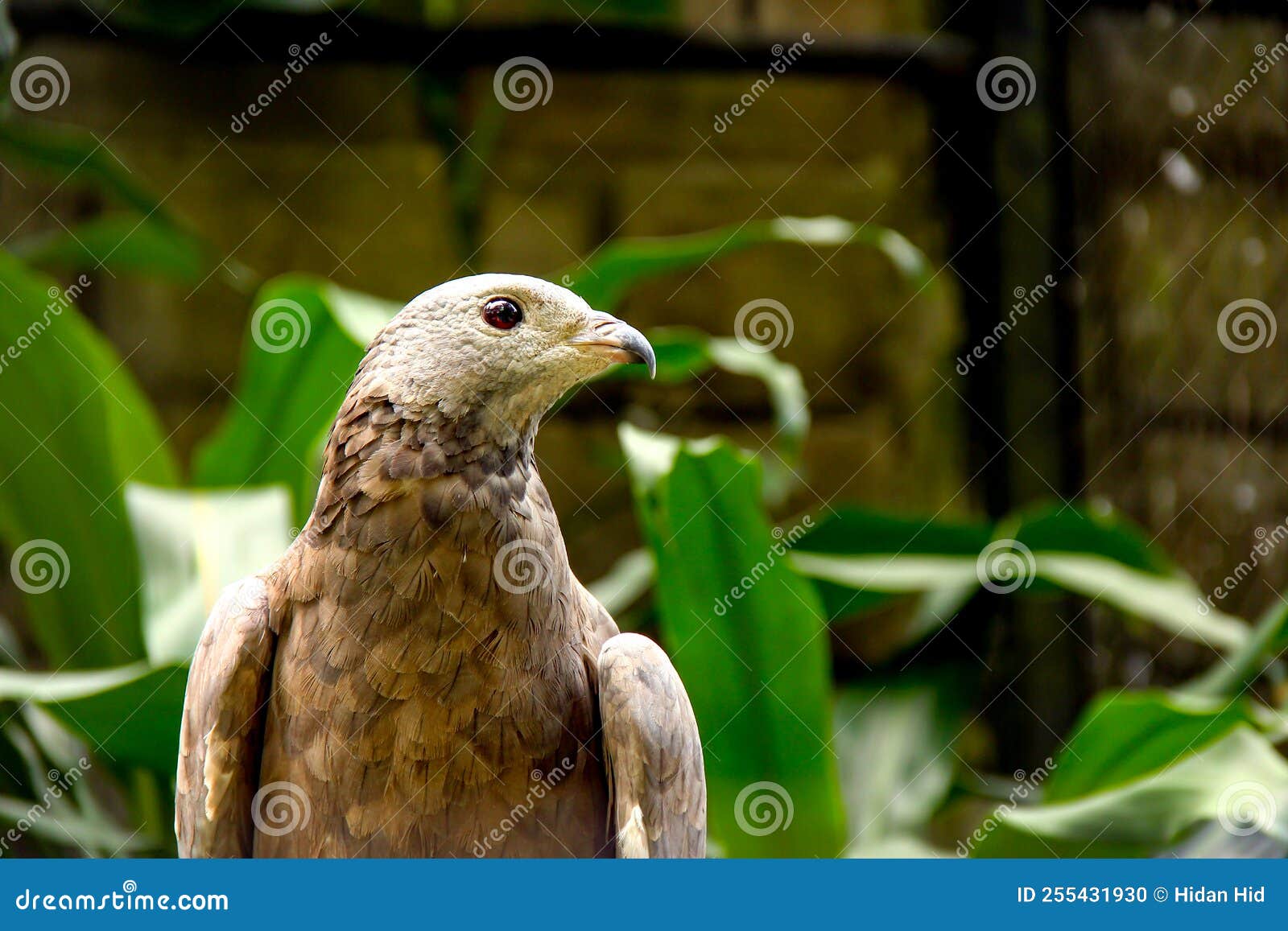 The Crested Honey Buzzard Bird Stock Photo - Image of portrait, america ...