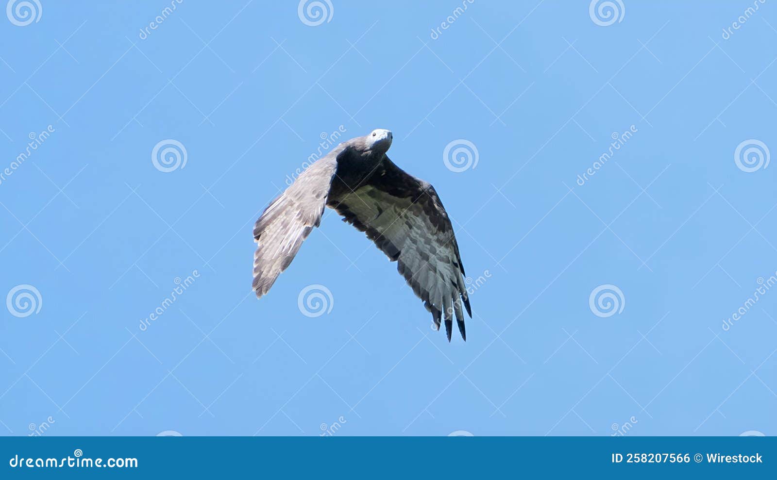 Crested Honey Buzzard during Flight in Background of Blue Sky Stock ...