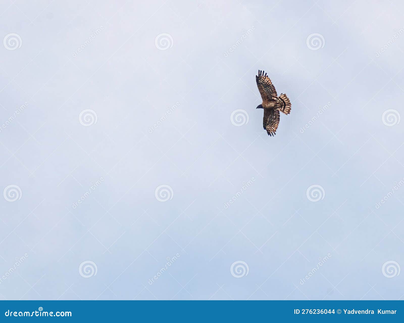A Crested Honey Buzzard Flying Stock Photo - Image of wildlife, nature ...