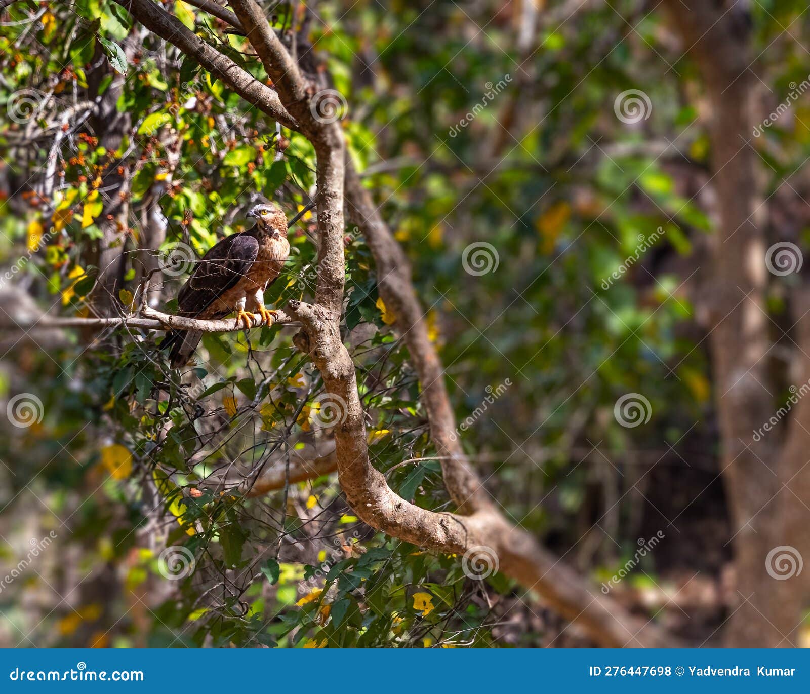 A Crested Honey Buzzard Resting Stock Photo - Image of birding ...